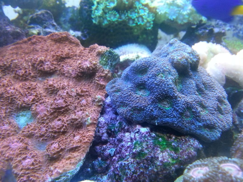 Please help Identify | Reef2Reef