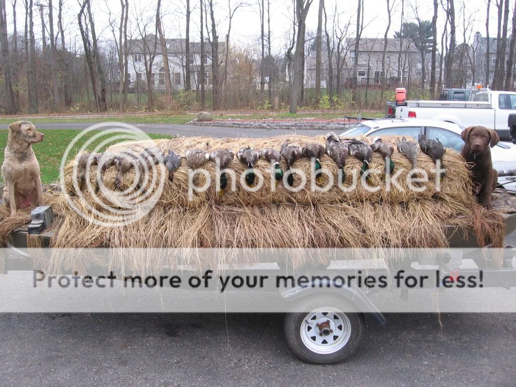 Chessie owners? | Duck Hunting Forum