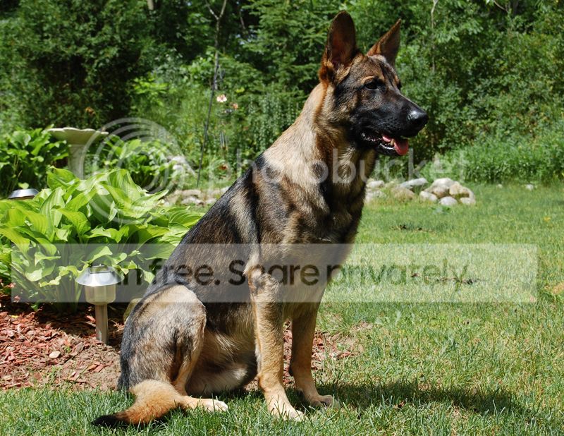 A few new photos of Hunter. | German Shepherds Forum