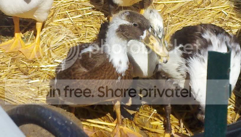Ancona duck help | BackYard Chickens - Learn How to Raise Chickens