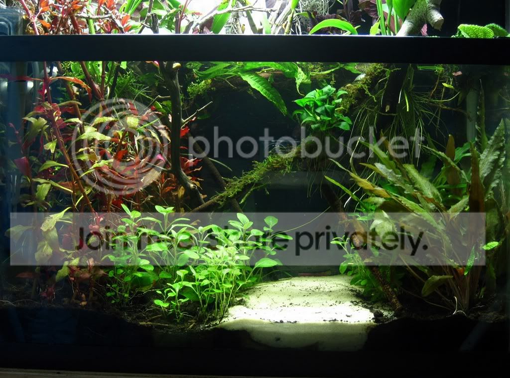DirtLand -10g- | Page 6 | The Planted Tank Forum