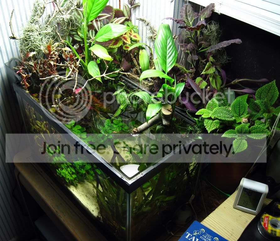 DirtLand -10g- | Page 6 | The Planted Tank Forum