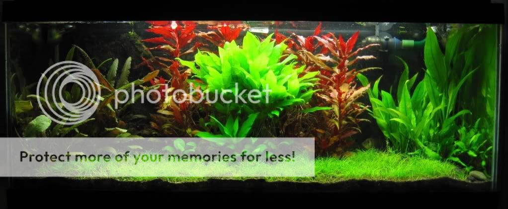 Walstad 55g Natural Planted Tank UPDATED: 1/9/12 | The Planted Tank Forum