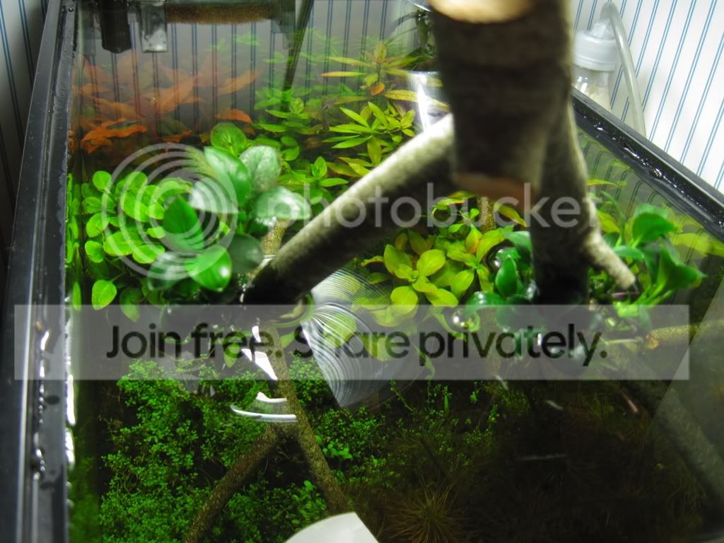 DirtLand -10g- | Page 3 | The Planted Tank Forum