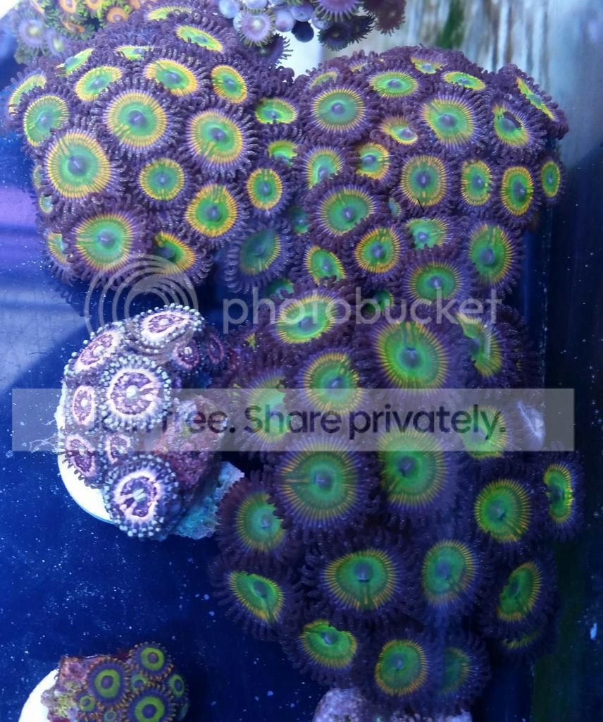 Zoa colonies and frags for sale(bbeb, Sunny D, KH sunburst) | Reef2Reef